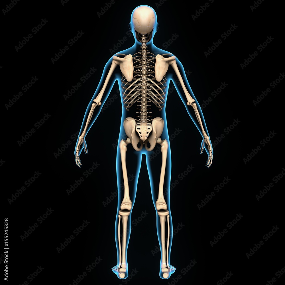 Human skeleton Human skeleton front Diagram of the human skeleton ...