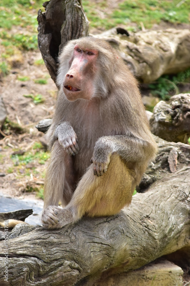 Smiling Macaque Photos | Adobe Stock