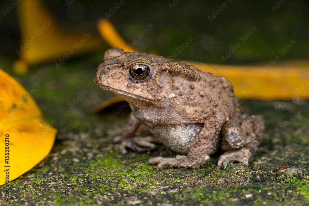 Small brown Asian common Toad (Chordata: Amphibia: Anura: Bufonidae ...