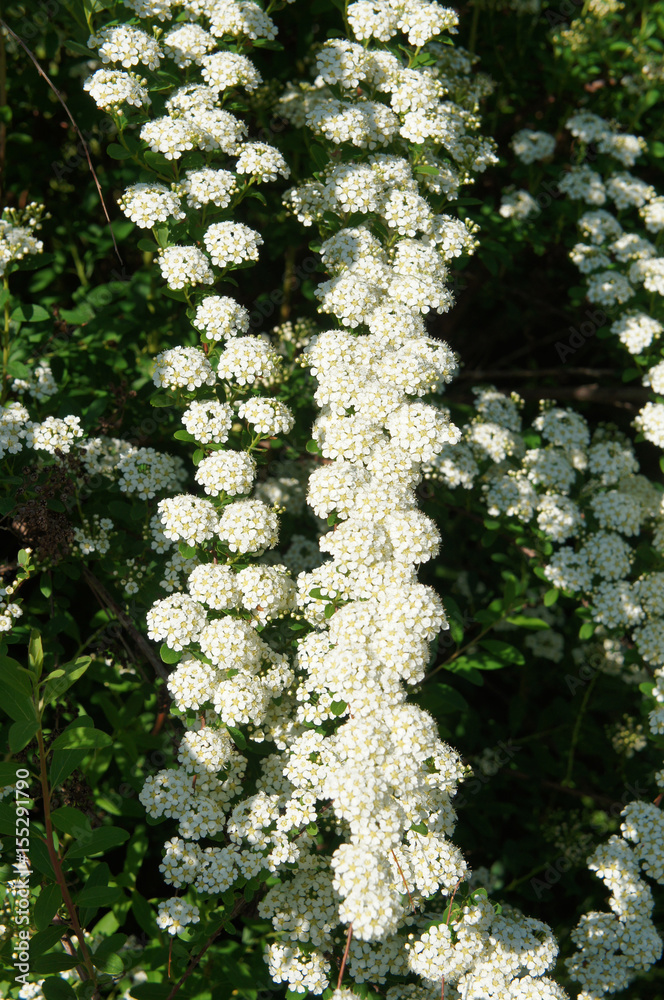 Bridal wreath spirea white flowers with shrub Stock Photo | Adobe Stock
