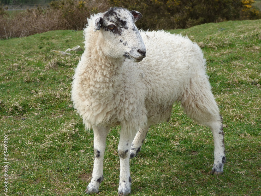 Sheepish Look Stock Photo | Adobe Stock