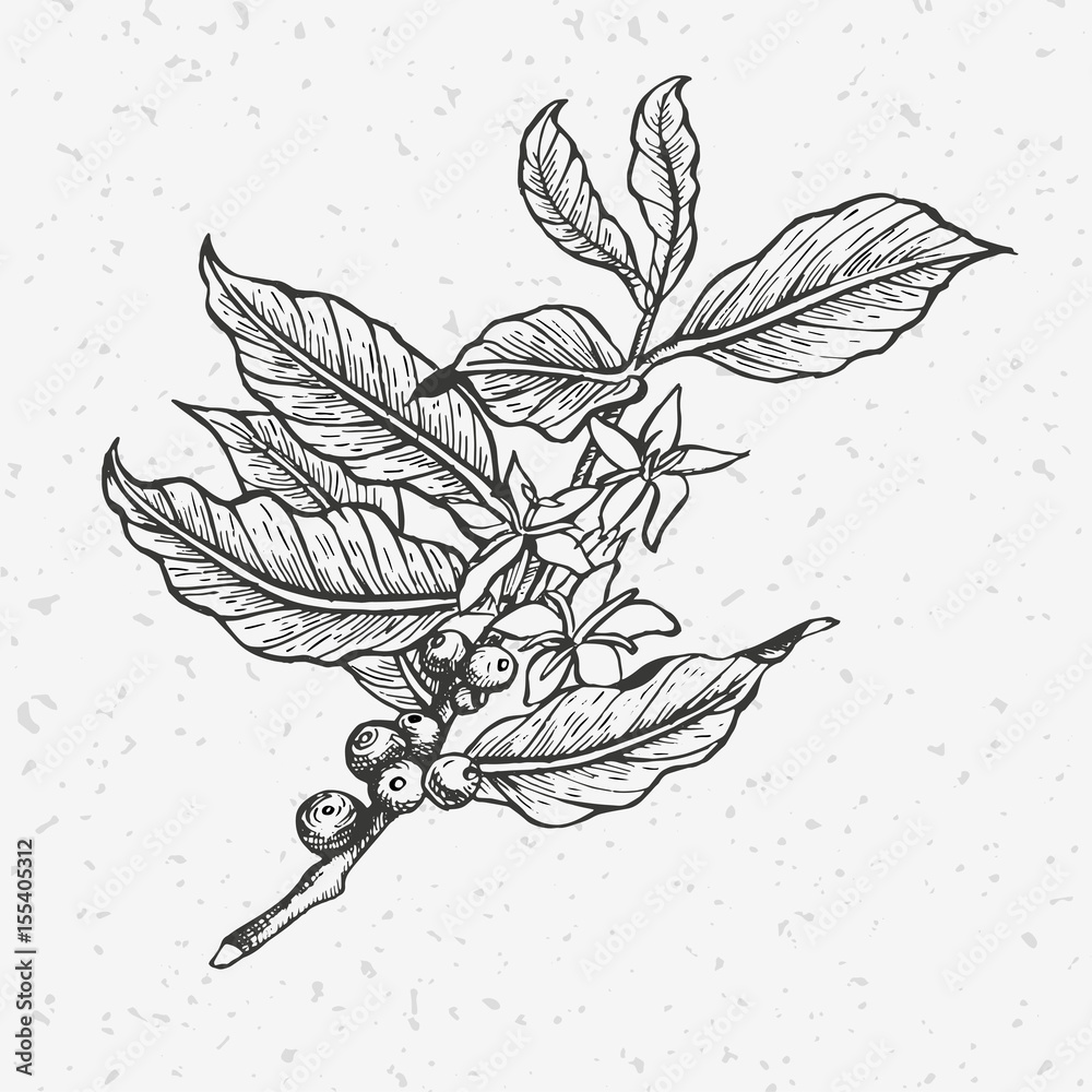 Coffee tree illustration. Stock Vector | Adobe Stock