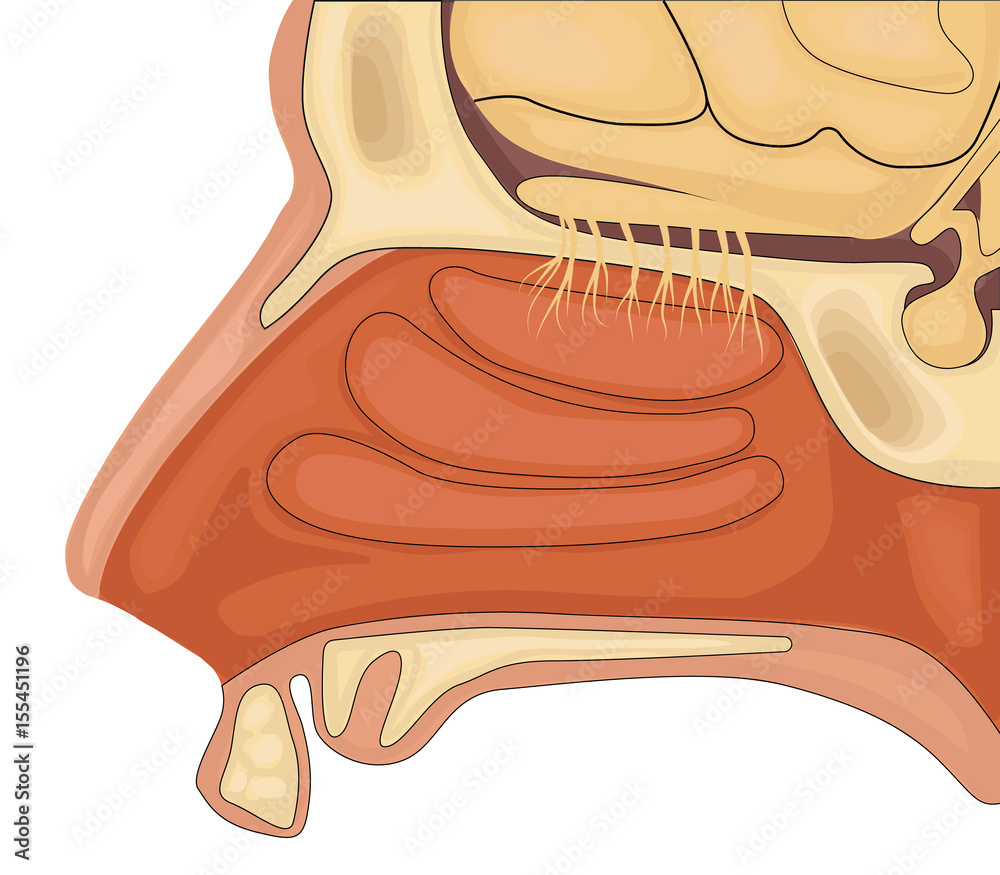 Olfaction vector illustration. Normal anatomy of human olfactory organ ...