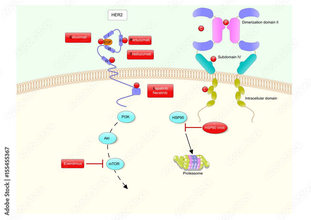 The HER2 structure and main inhibitors drugs (chemotherapy) Stock ...