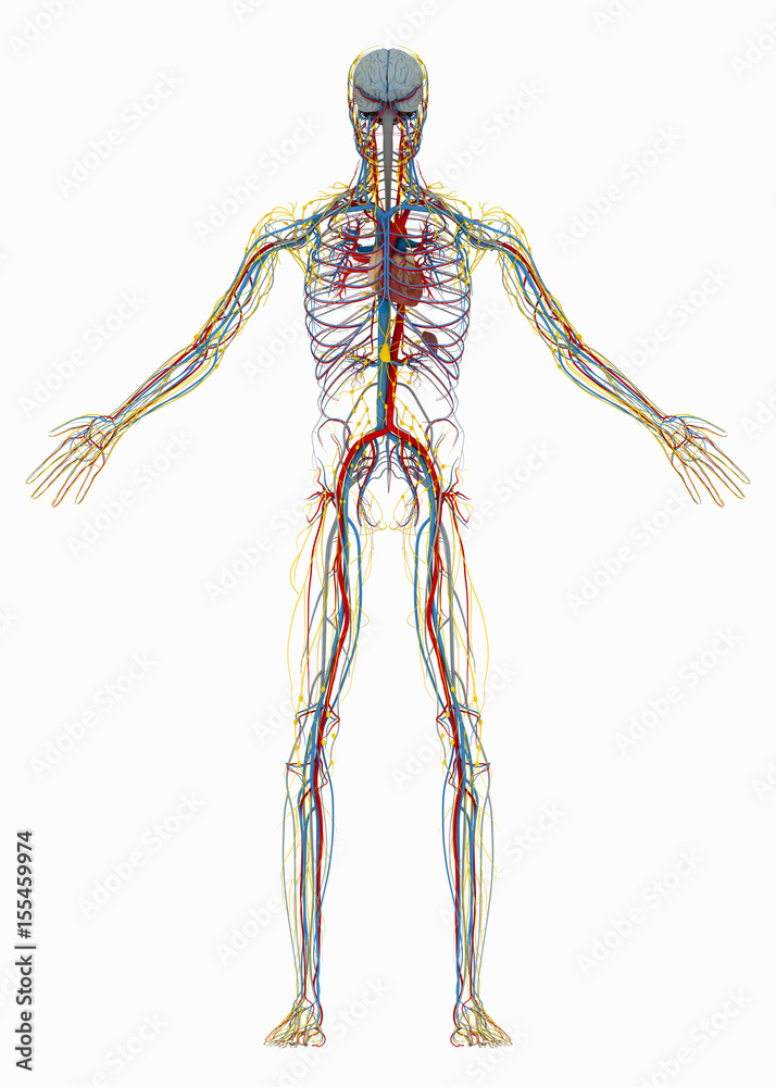 Human's (male) circulatory, lymphatic and nervous systems. Image ...