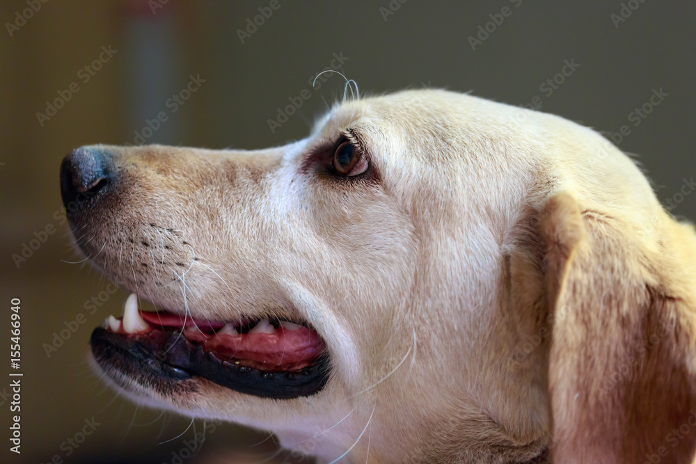 Semper fidelis. Side view of yellow labrador dog looking at its owner ...
