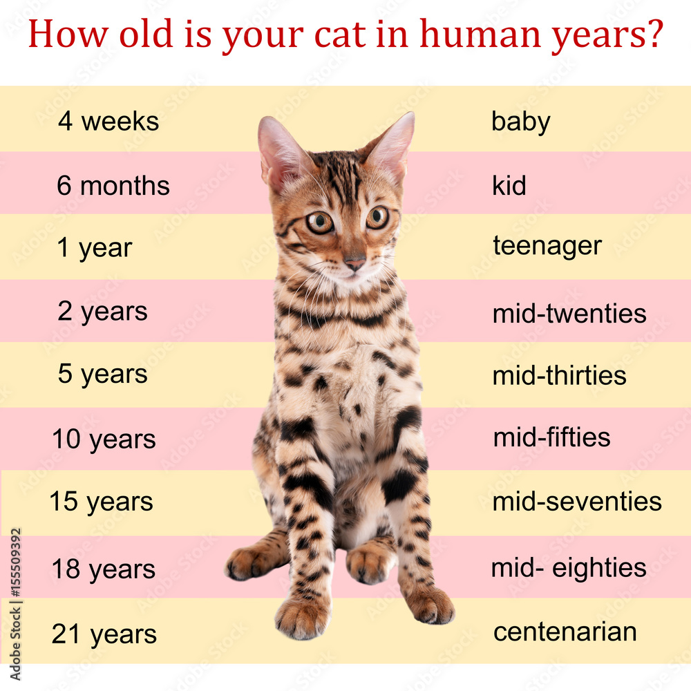 Pet age concept. Comparison chart of cat and human years as background ...