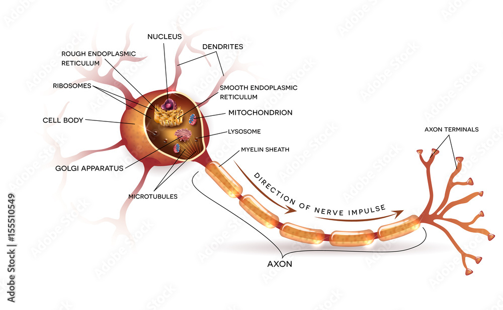 Neuron Nerve Cell That Is The Main Part Of The Nervous System Cross