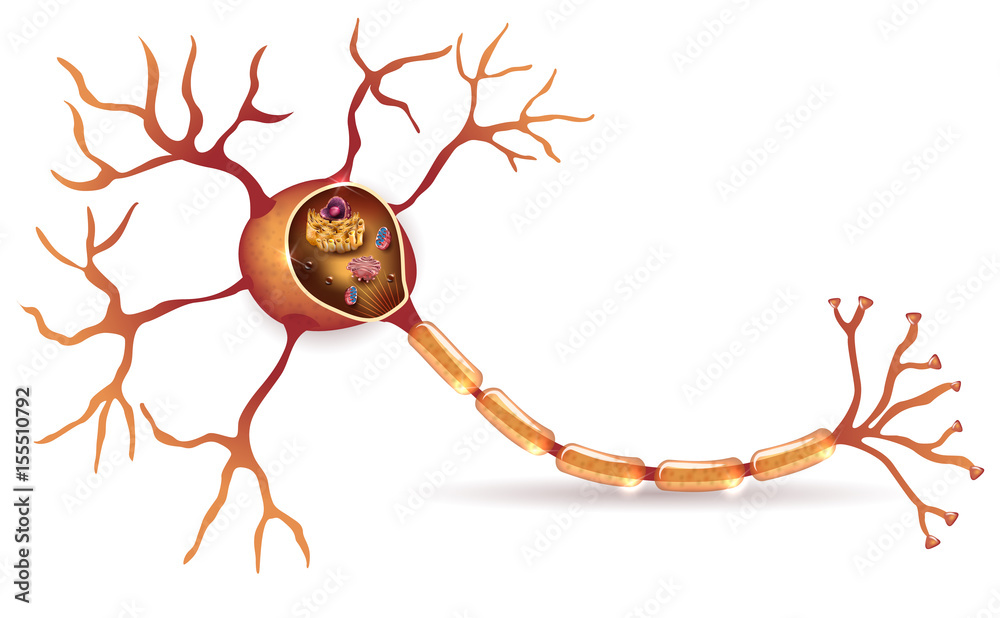 Neuron, nerve cell detailed anatomy cross section illustration with ...