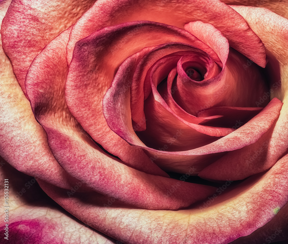 Roses Pink Art Textures