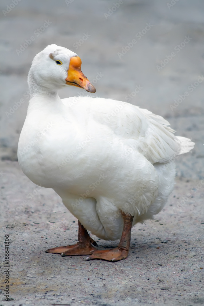 White Goose White Background