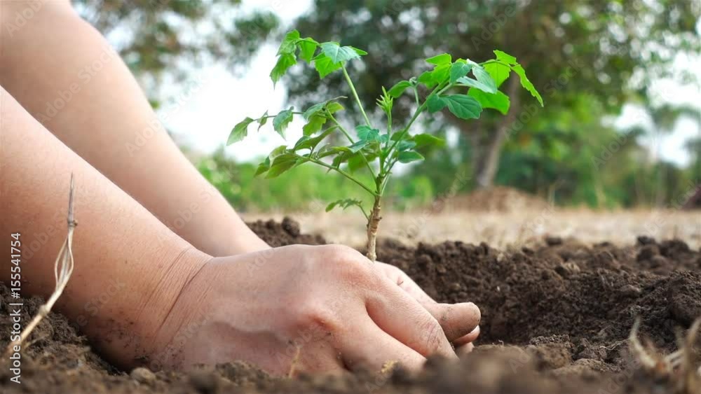 Close-up hand of asian female prepare and planting sapling in the land ...