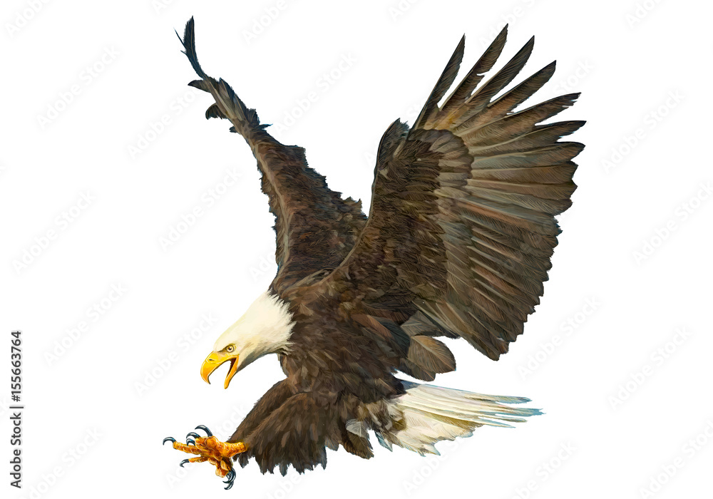 Bald eagle swoop attack hand draw and paint color on white background ...