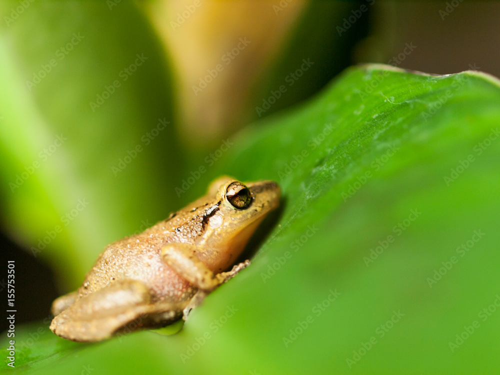 Common Tree Frog on the leaf - Hyla leucomystax Stock Photo | Adobe Stock