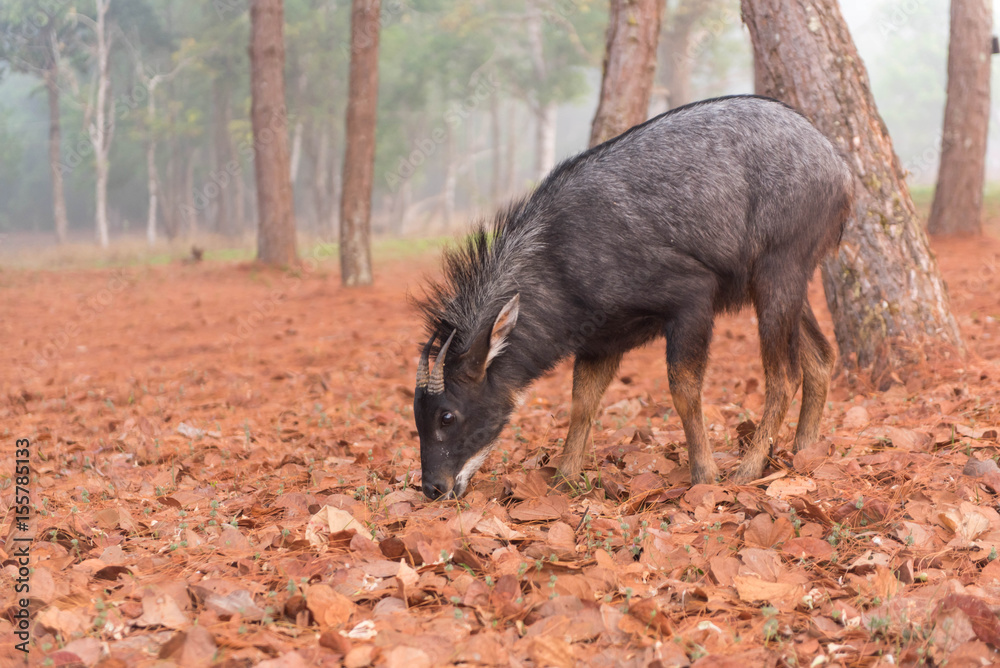 Serow is on the high cliff edge, reserved wild animal species ...