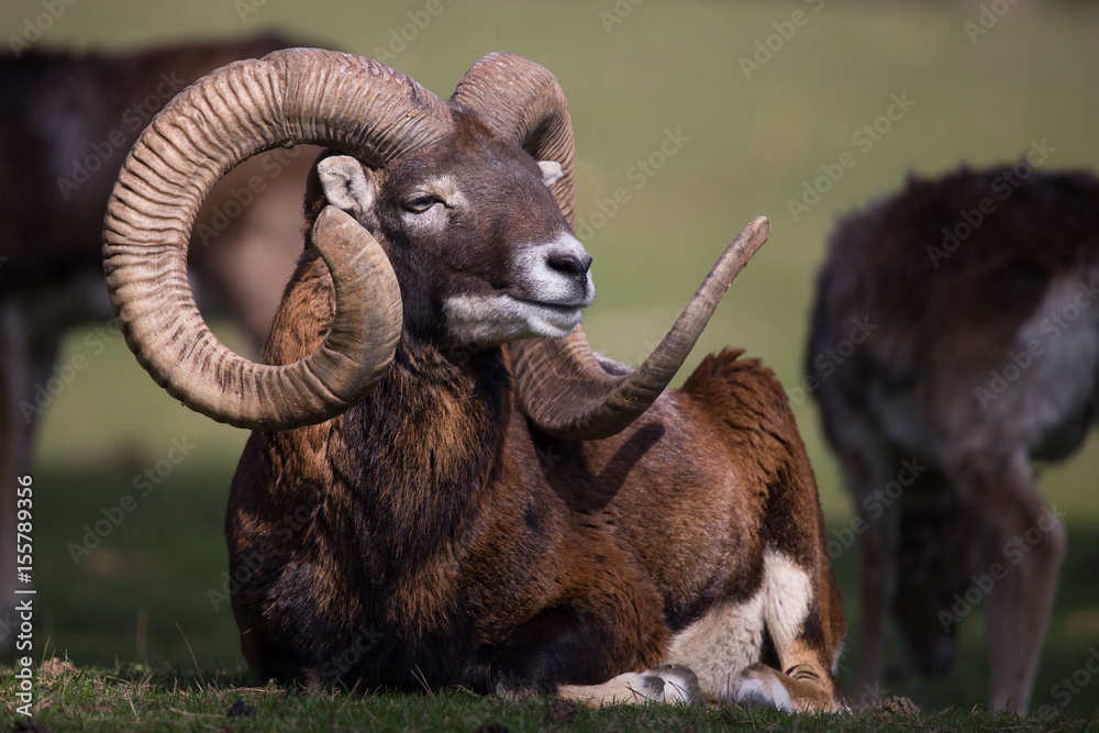 Europäischer Mufflon Stock-Foto | Adobe Stock