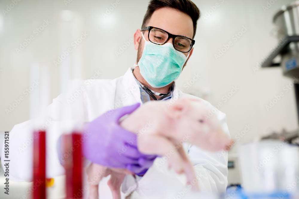 Pig examination at laboratory. Healthcare industry, veterinarian ...