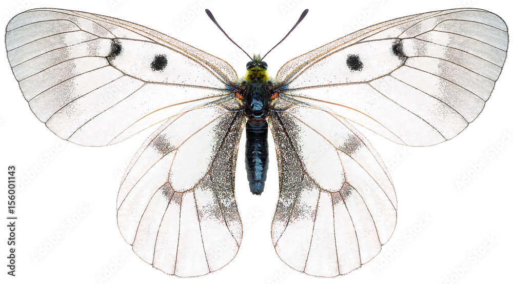 The Clouded Apollo Parnassius mnemosyne beautiful butterfly isolated on ...