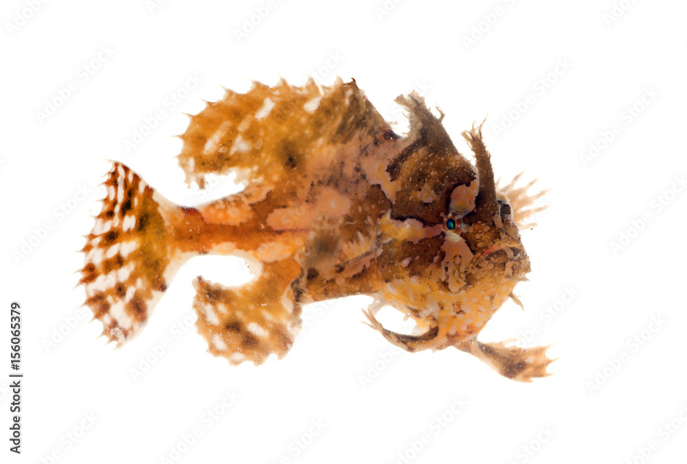 Sargassum Frogfish
