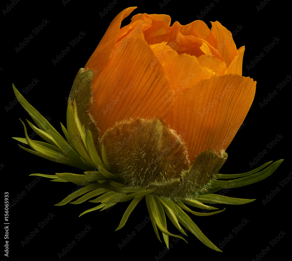 Flower orange primrose. Bud of a spring flower. Isolated on black ...