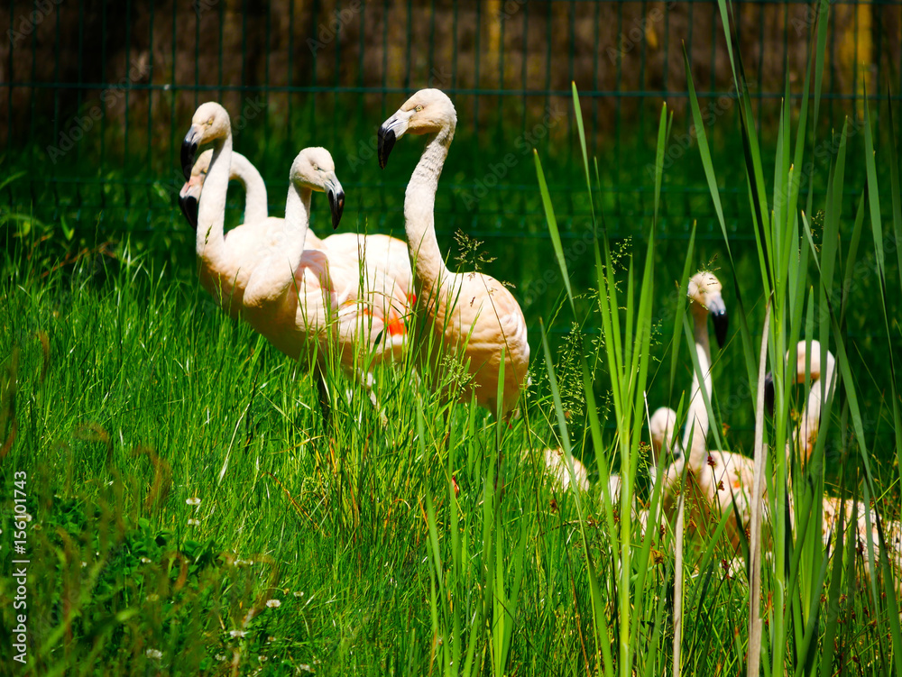 Flamants roses Stock Photo | Adobe Stock