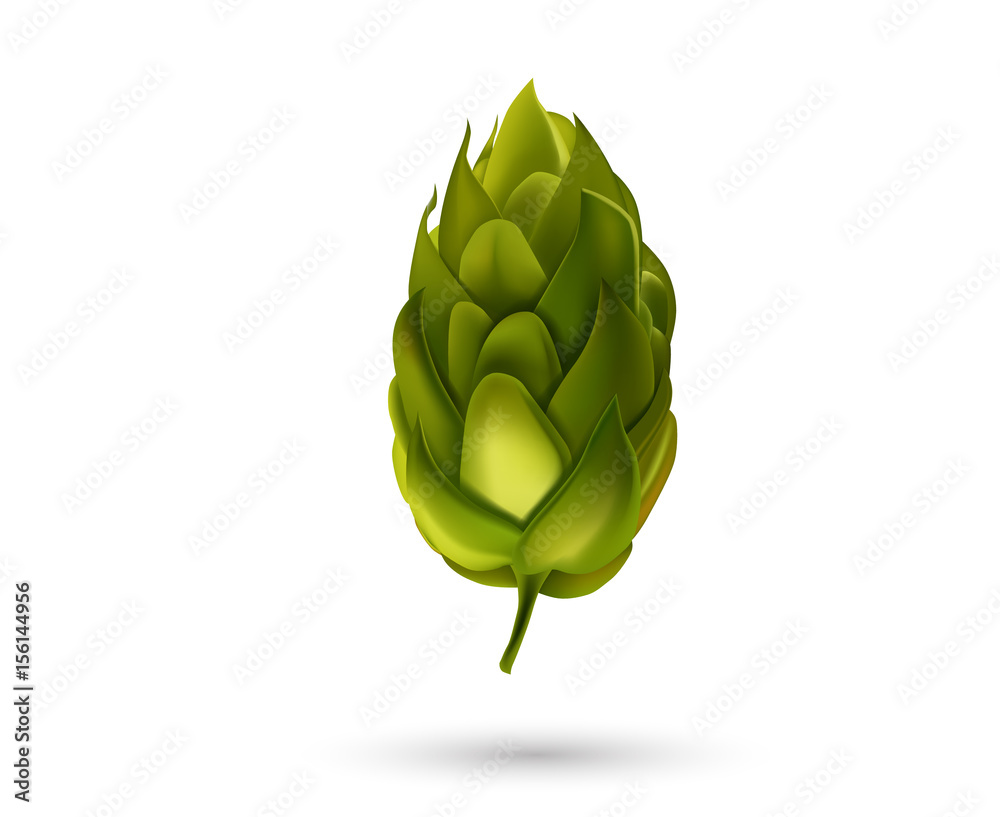 Young fir cone bud isolated on white background. Beer hop Vector ...