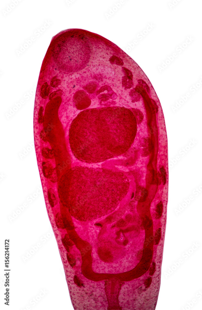 Paramphistomum is a genus of parasitic flat worms belonging to the ...