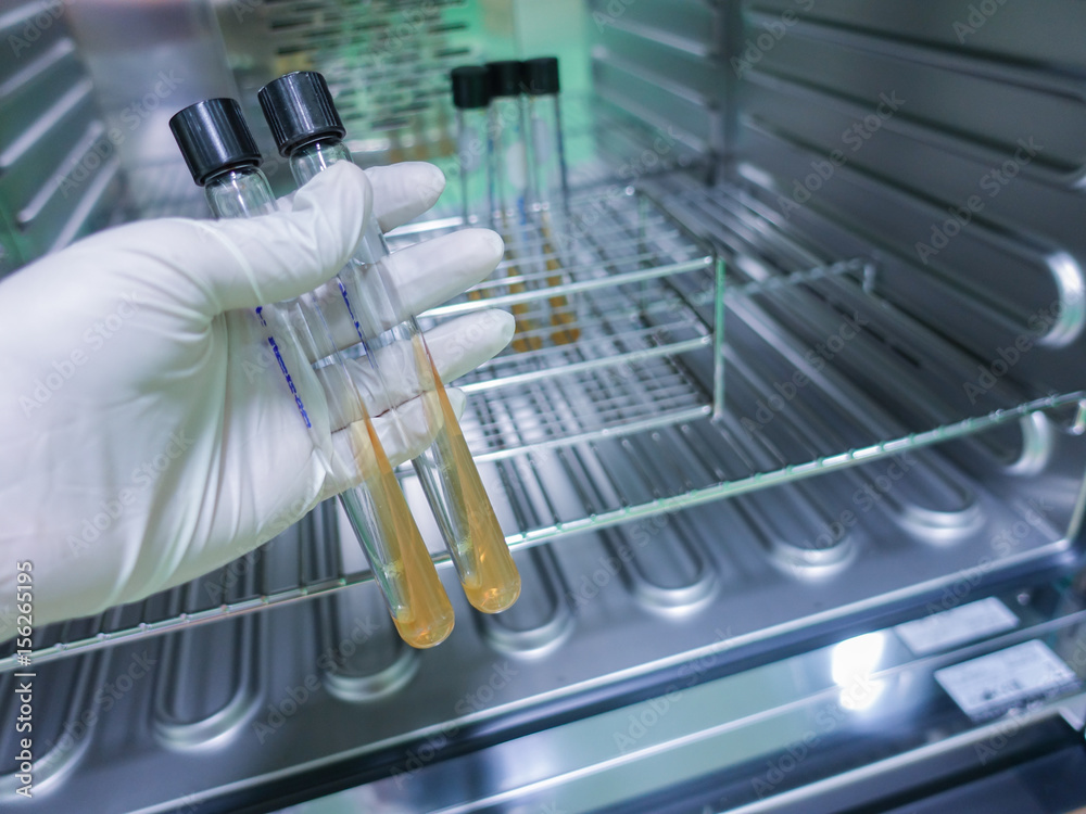 laboratory microbiology bacteria agar tube in incubator blue color tone ...