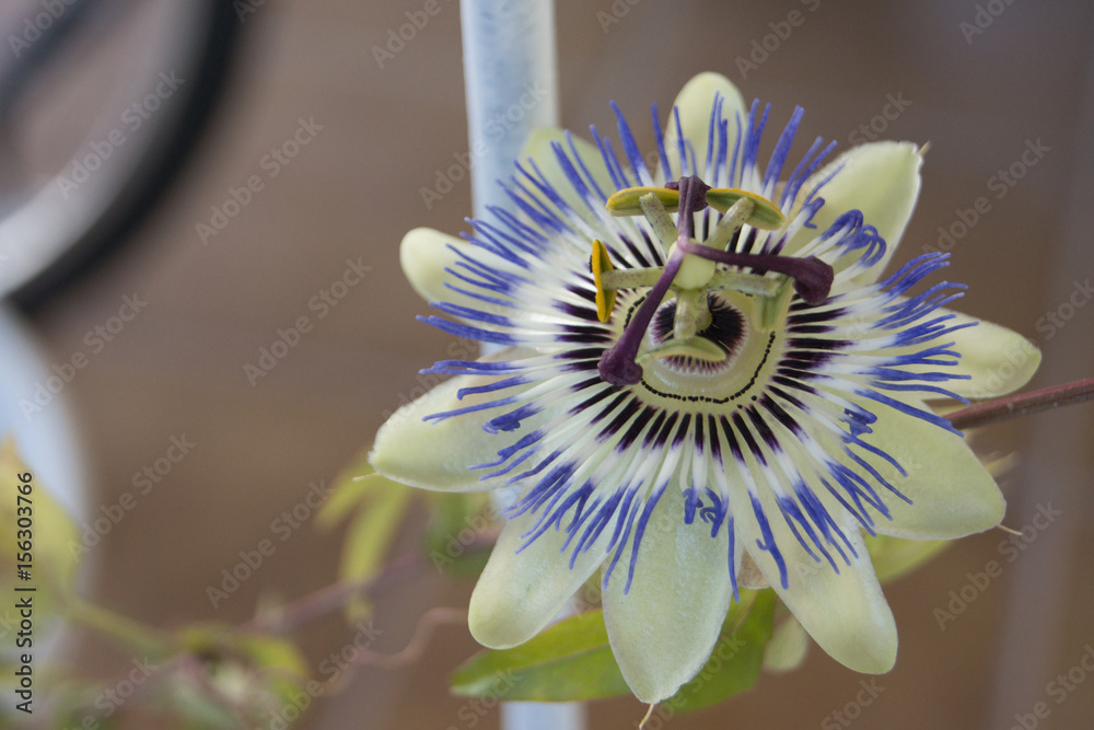 Passiflora caerulea in flower. Also called blue passionflower ...
