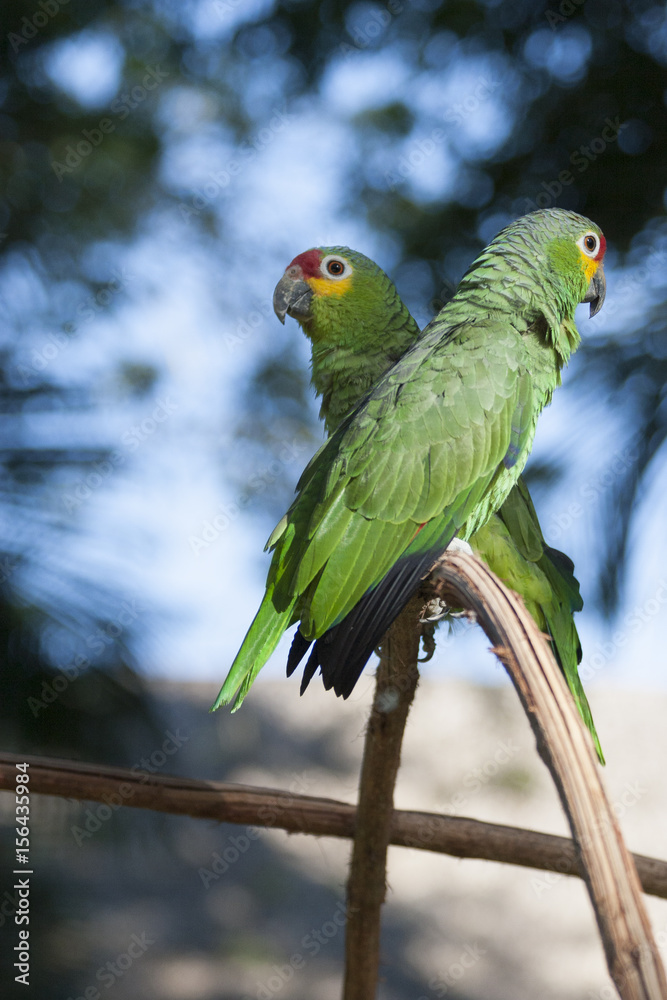 Green parrot, perico, Amazona autumnalis , loro cariamarillo, parakeet ...