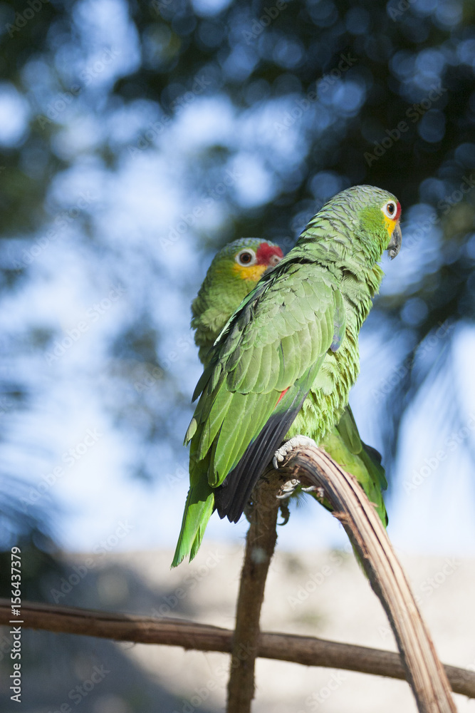 Foto de Green parrot, perico, Amazona autumnalis , loro cariamarillo ...