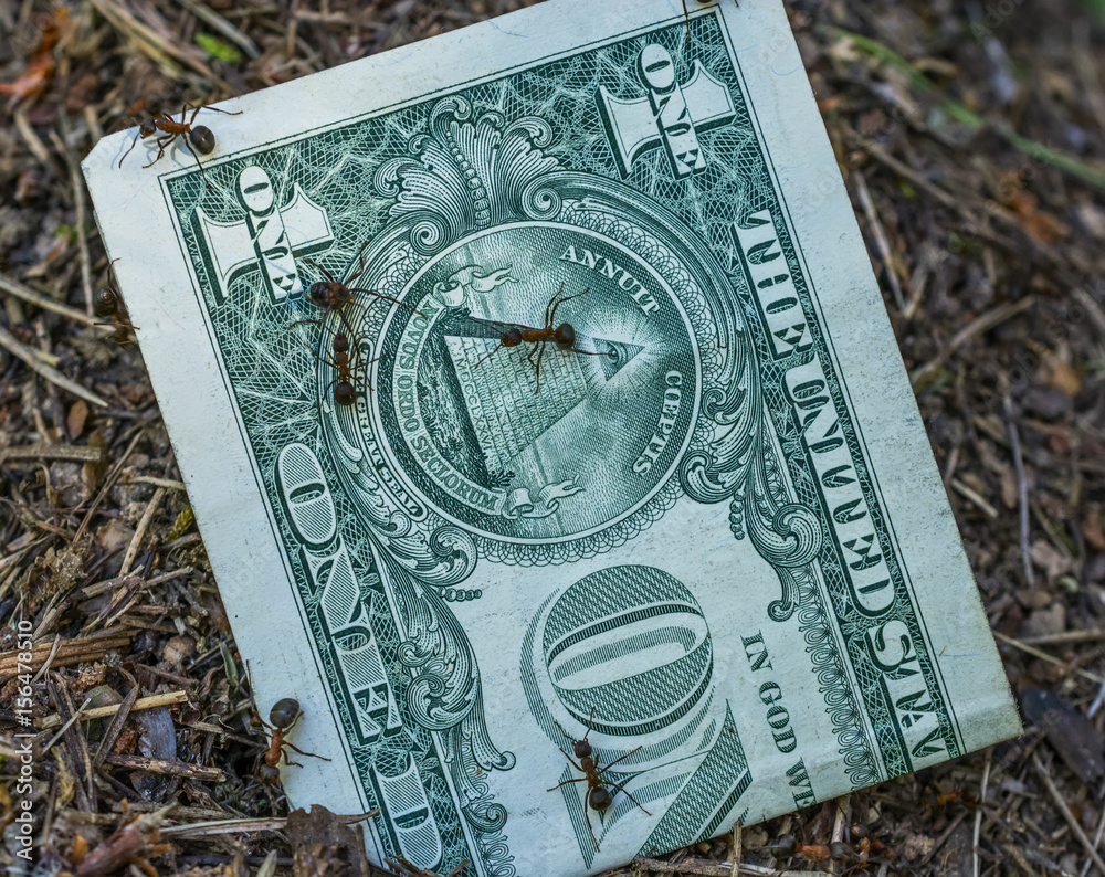 One dollar bill and ants in an anthill Stock Photo | Adobe Stock