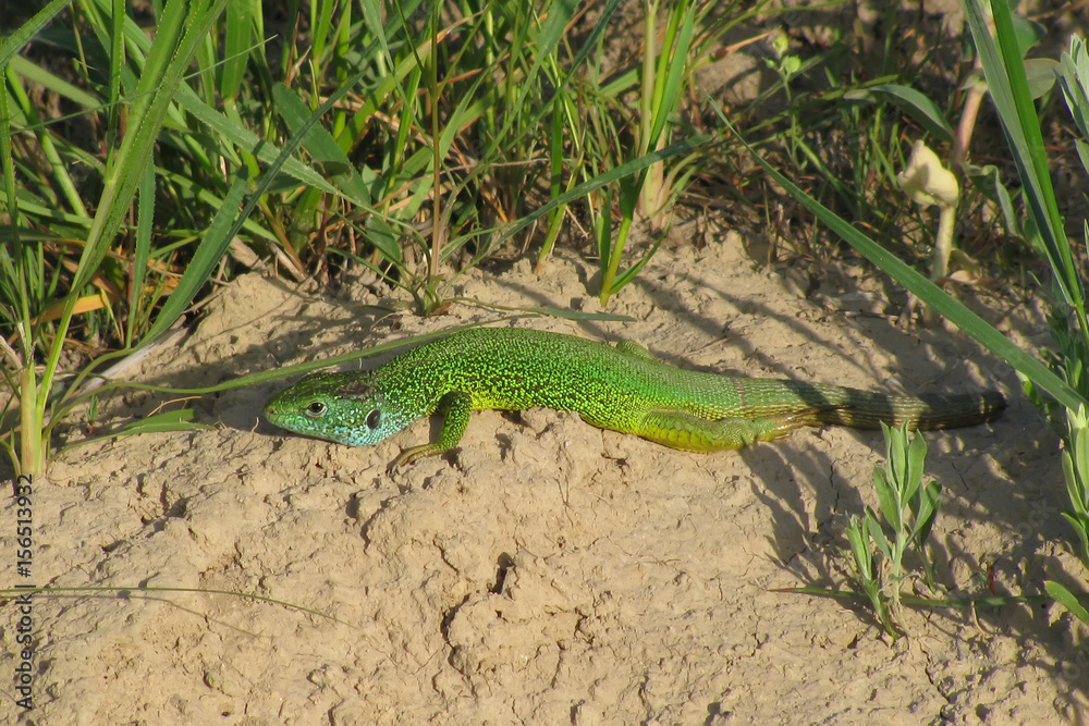 Veteran lizard with partial tail loss - Lizard behavior Caudal Autotomy ...