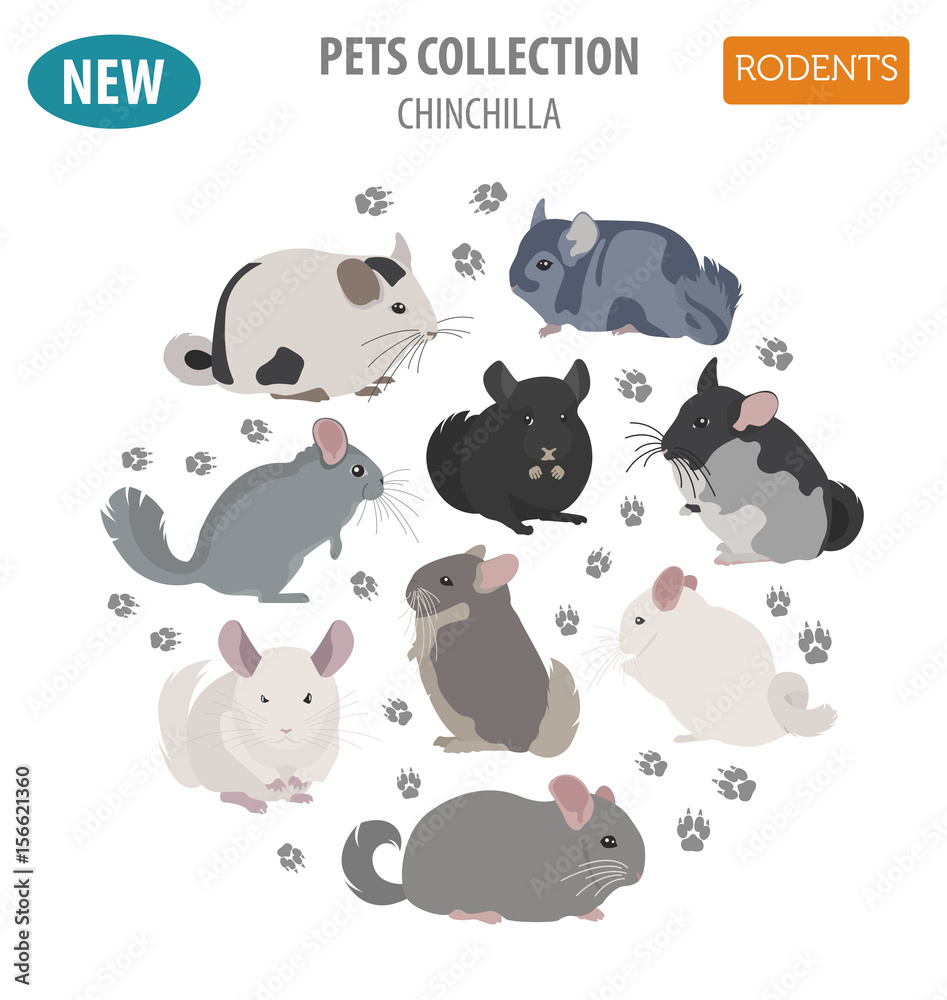 Chinchilla breeds icon set flat style isolated on white. Pet rodents ...