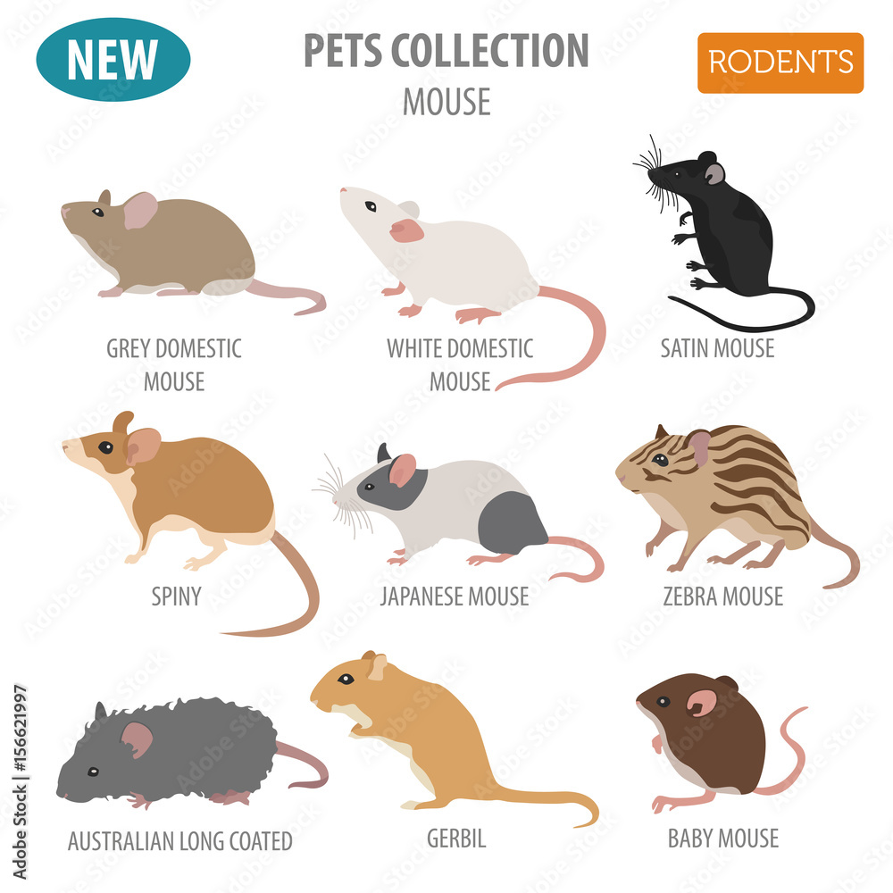 Mice breeds icon set flat style isolated on white. Mouse rodents ...