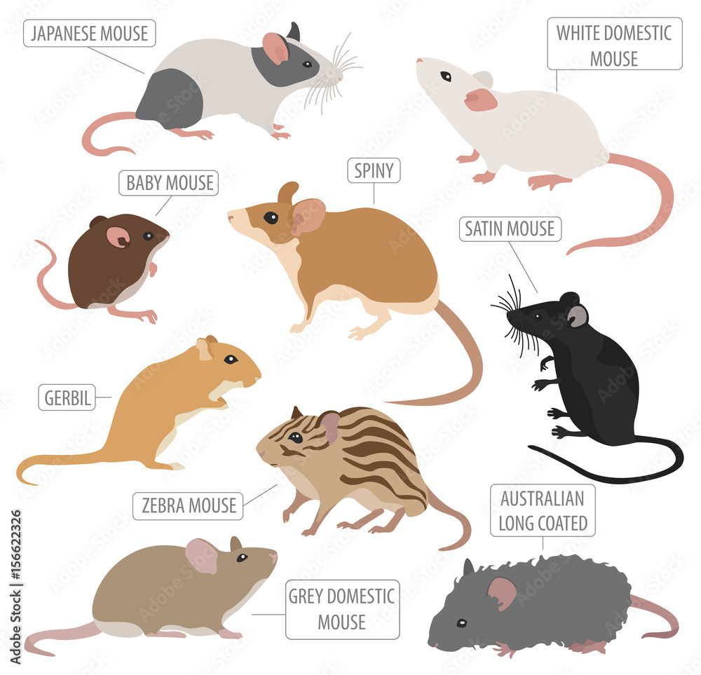 Mice breeds icon set flat style isolated on white. Mouse rodents ...