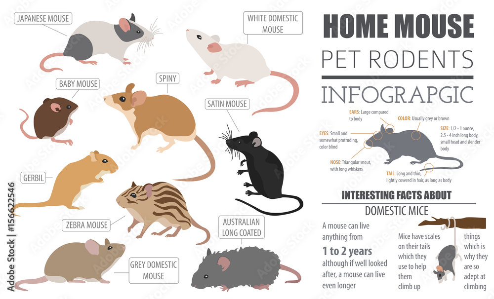 Mice breeds icon set flat style isolated on white. Mouse rodents ...