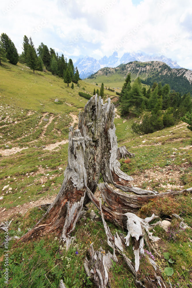 ceppo di albero a Prato Piazza Stock Photo | Adobe Stock