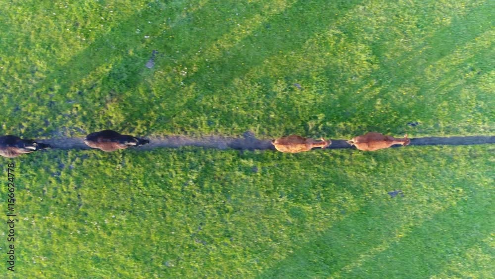 Stockvideo Aerial top-down view of Aberdeen Angus cattle walking past ...
