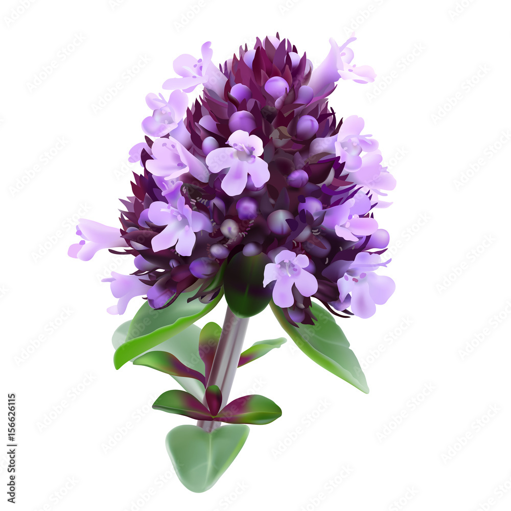 Herbs - Thyme. Realistic vector illustration of blooming Thyme on ...