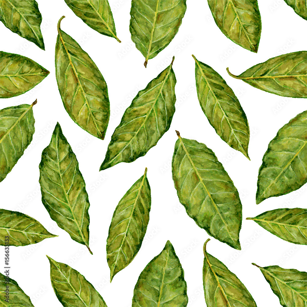 Bay leaf watercolor vector illustration isolated on white background ...