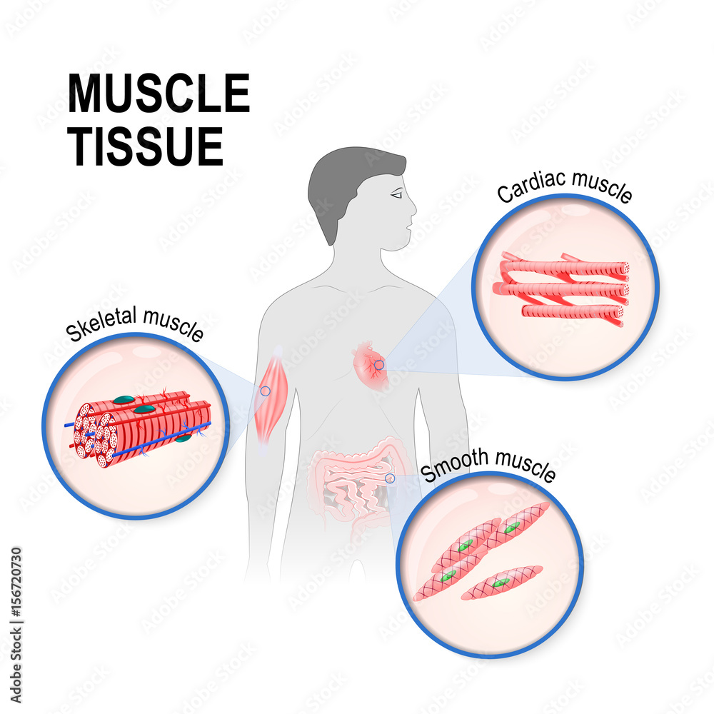 Types of muscle tissue. Stock Vector | Adobe Stock