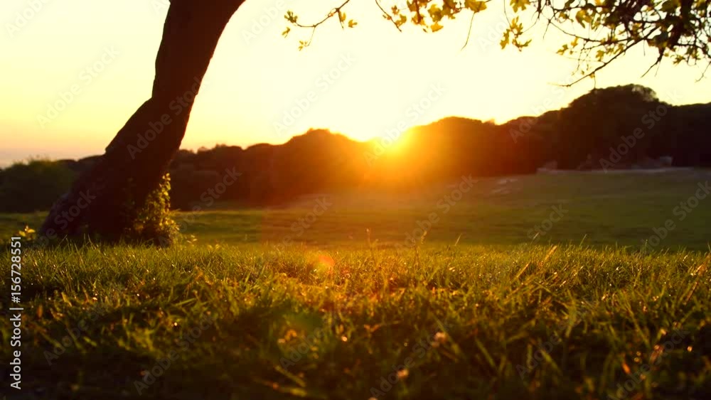 Alpine meadow with a tree over sunset. Beautiful nature landscape. 4K ...