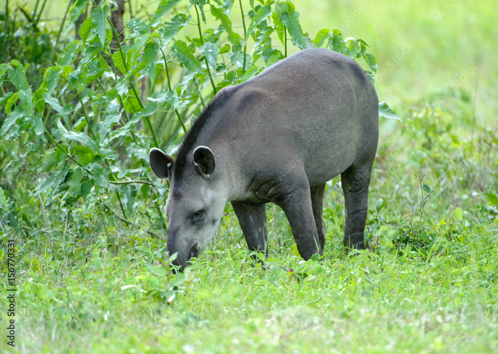 South American Tapir
