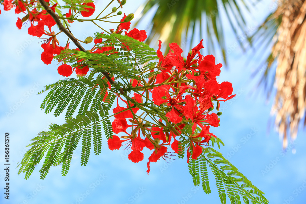 peacock flower red blooming in the summer public park (Caesalpinia ...