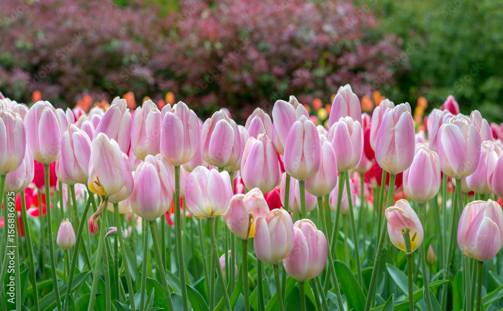 Beautiful Pink Tulip Flower Wallpaper