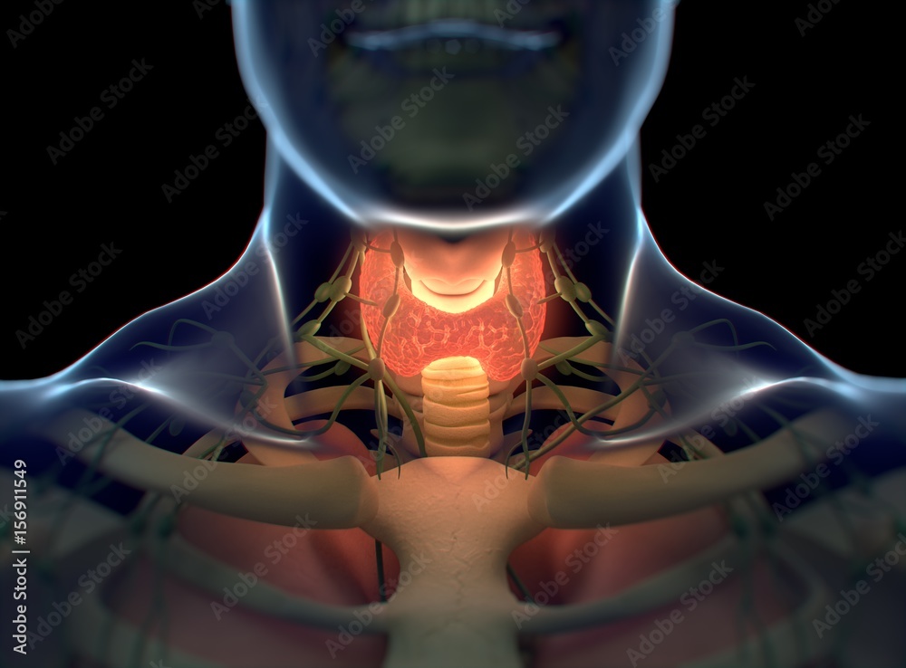 Thyroid gland inside human body. Glowing red. 3D illustration. Stock ...