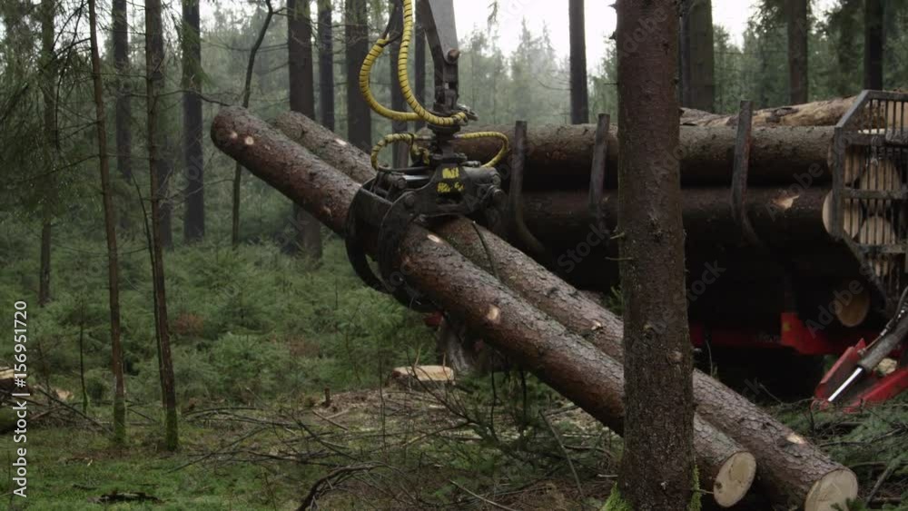 CLOSE UP: Harvesting and putting delimbed cut logs and tree trunks on ...