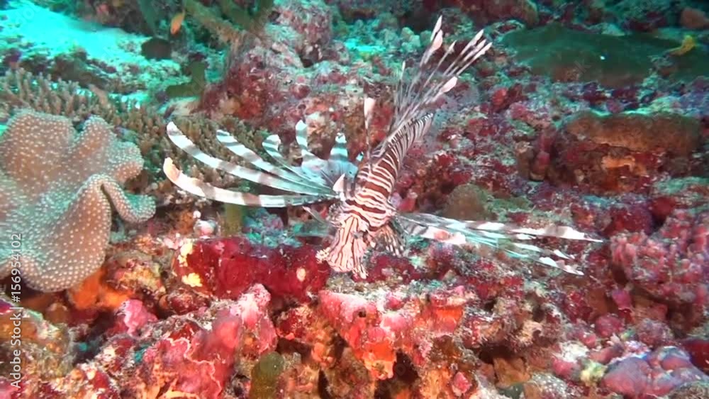 Lionfish scorpion fish on clean clear seabed underwater ocean in ...