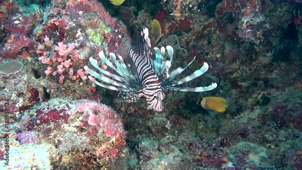 Lionfish scorpion fish on clean clear seabed underwater ocean in ...